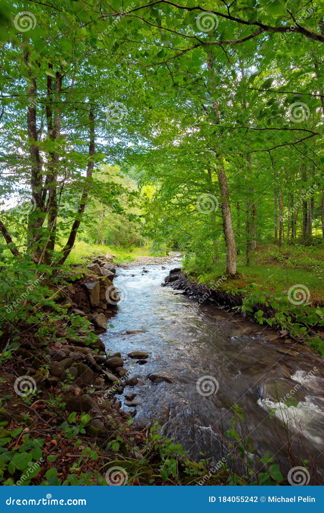 Beautiful Forest Backgrounds