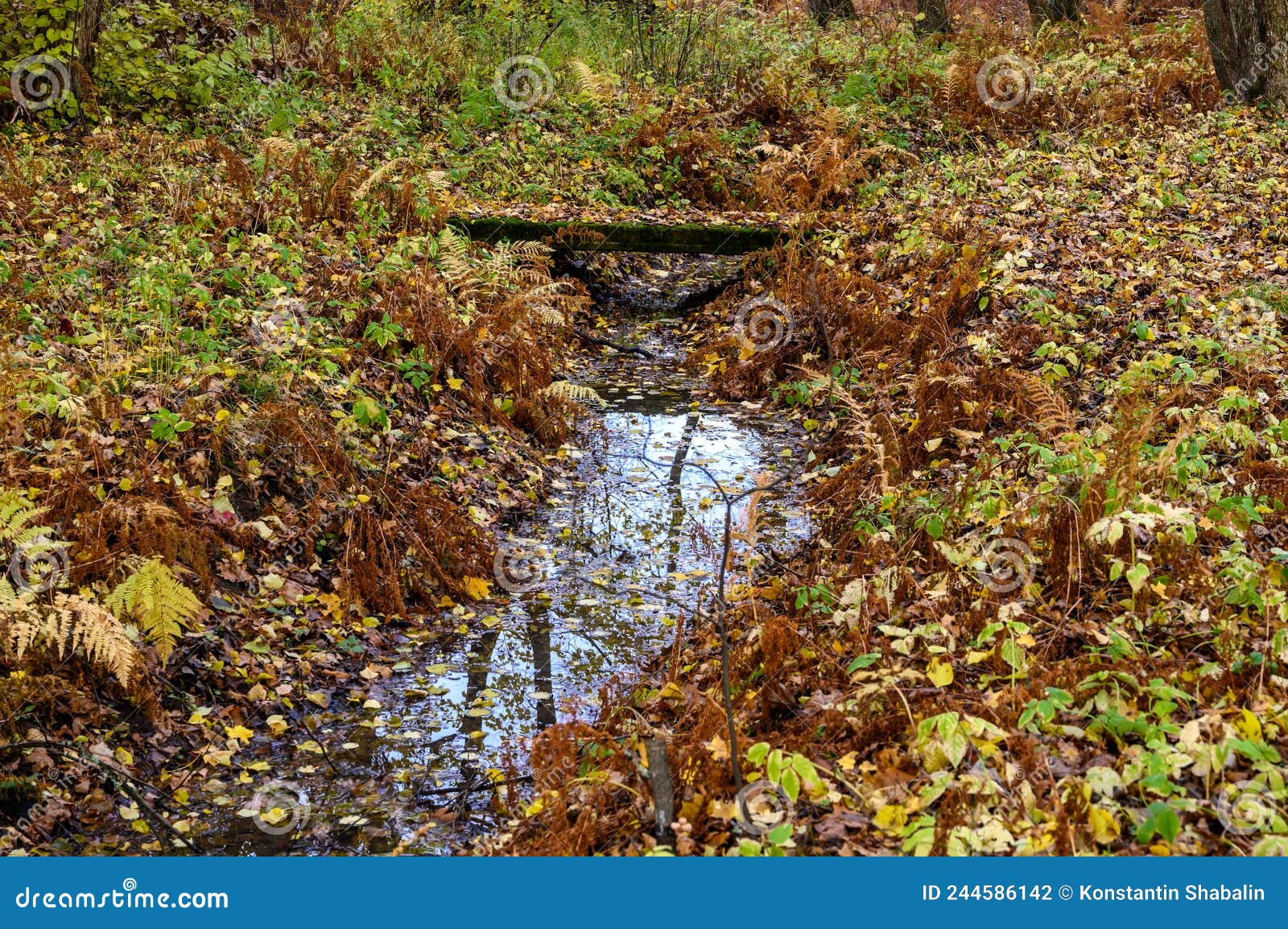 Stream in the Forest. Bridge Over a Ditch in the Forest Stock Photo ...