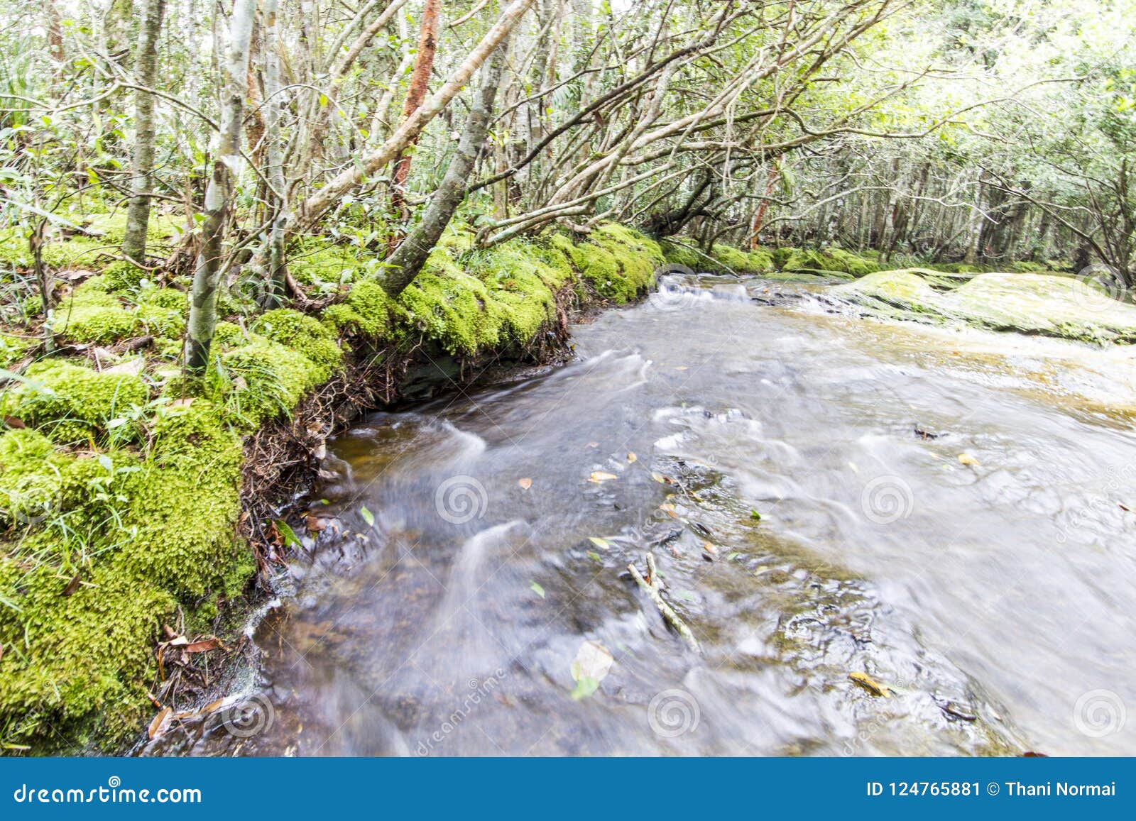Stream in forest stock image. Image of water, tree, stream - 124765881