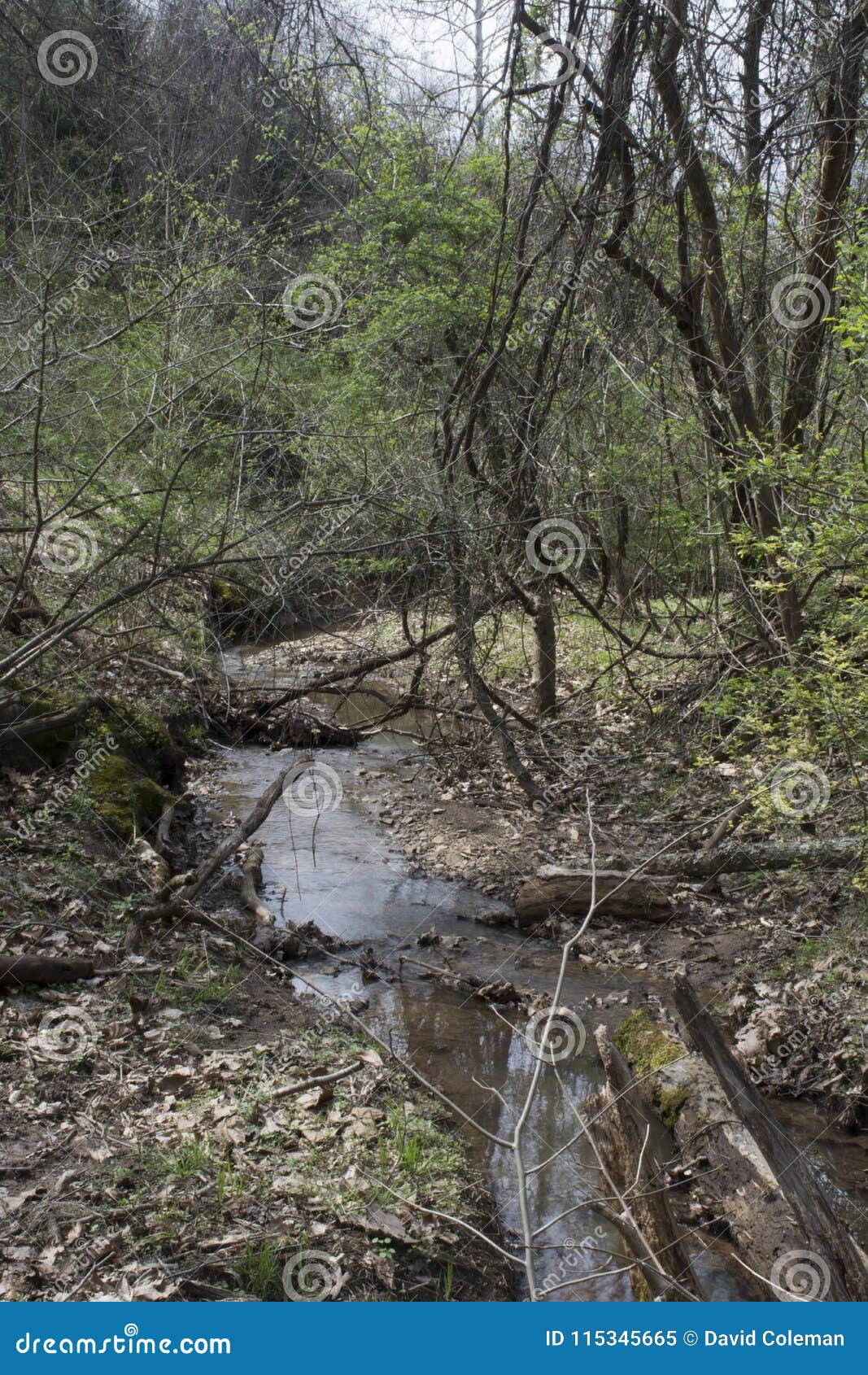 Stream in the Forest in Early Spring Stock Image - Image of twigs ...