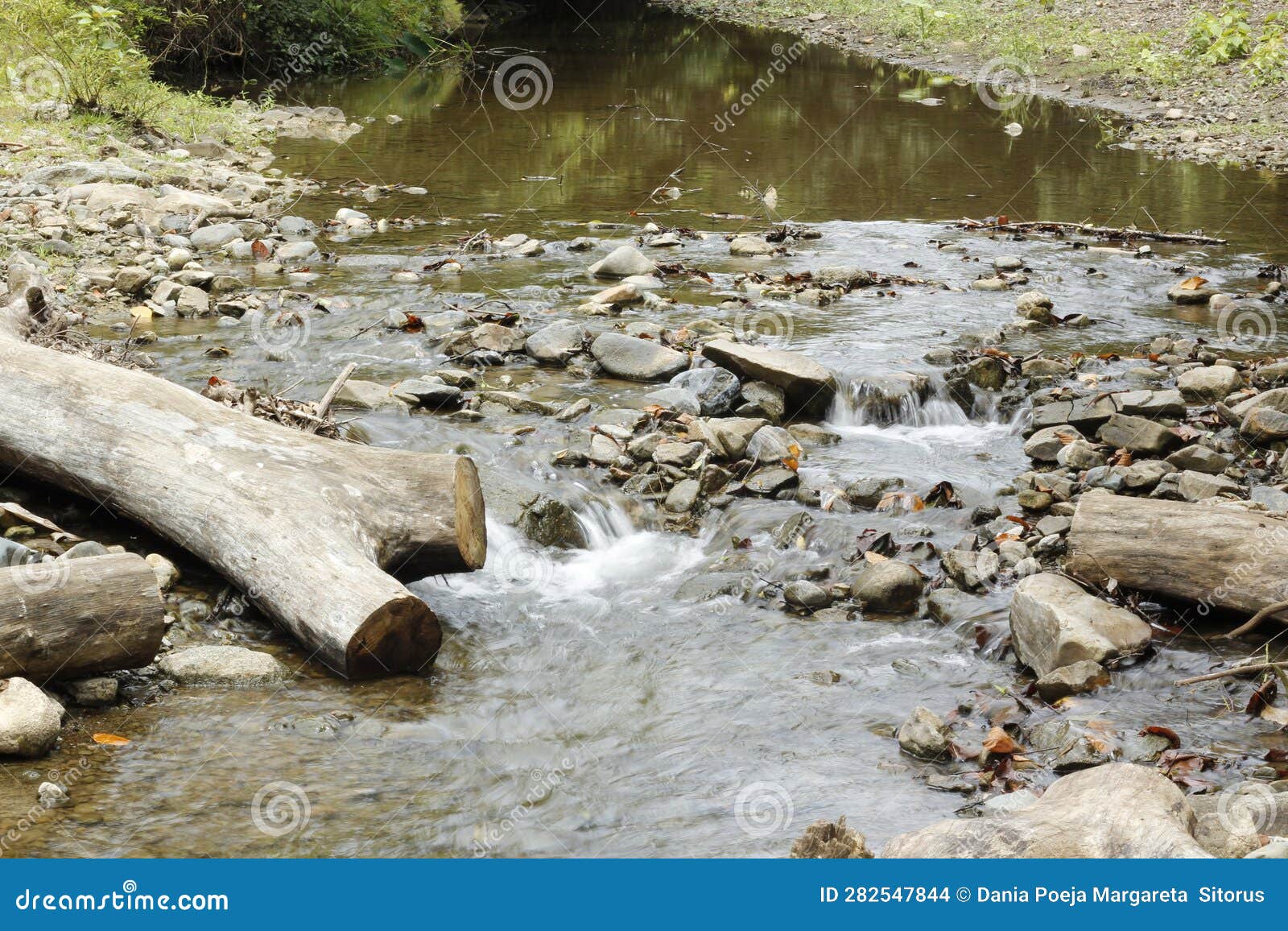 Stream in Forest with Fallen Leaves Litter Stock Photo - Image of ...