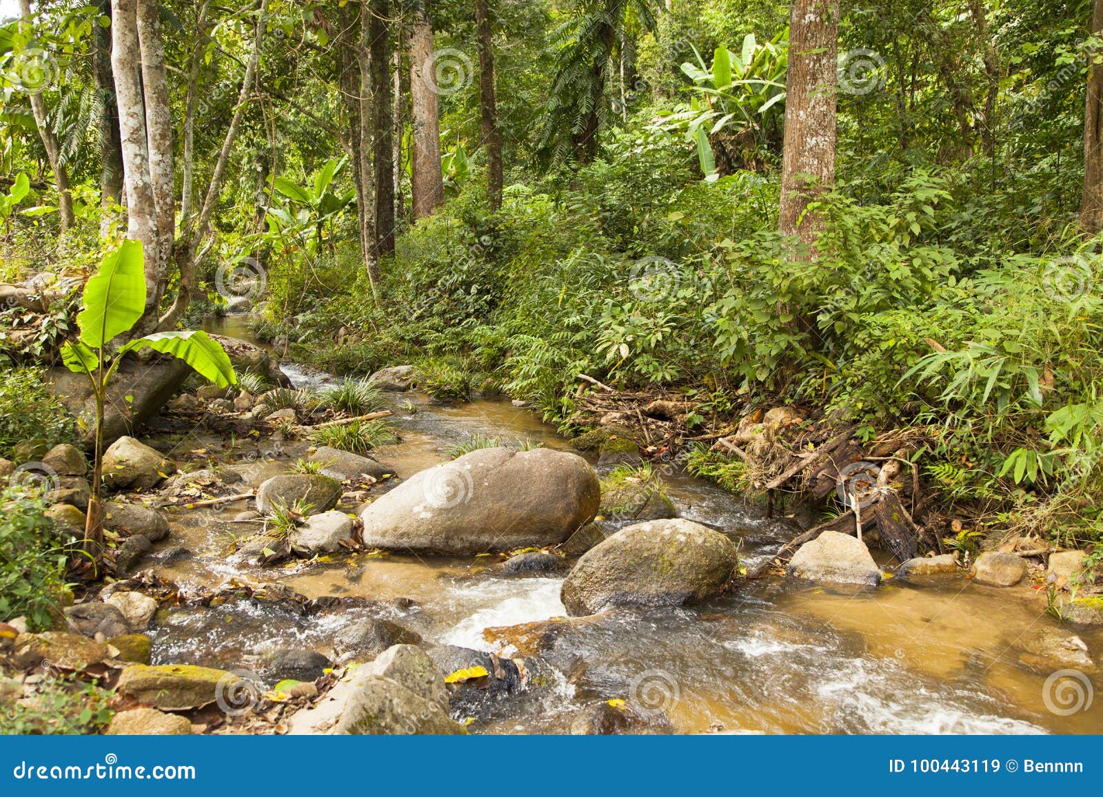 Stream in forest stock image. Image of beauty, people - 100443119