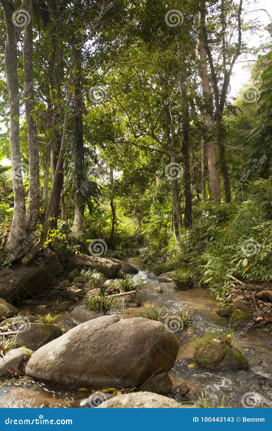Stream in forest stock image. Image of scenics, river - 100443143