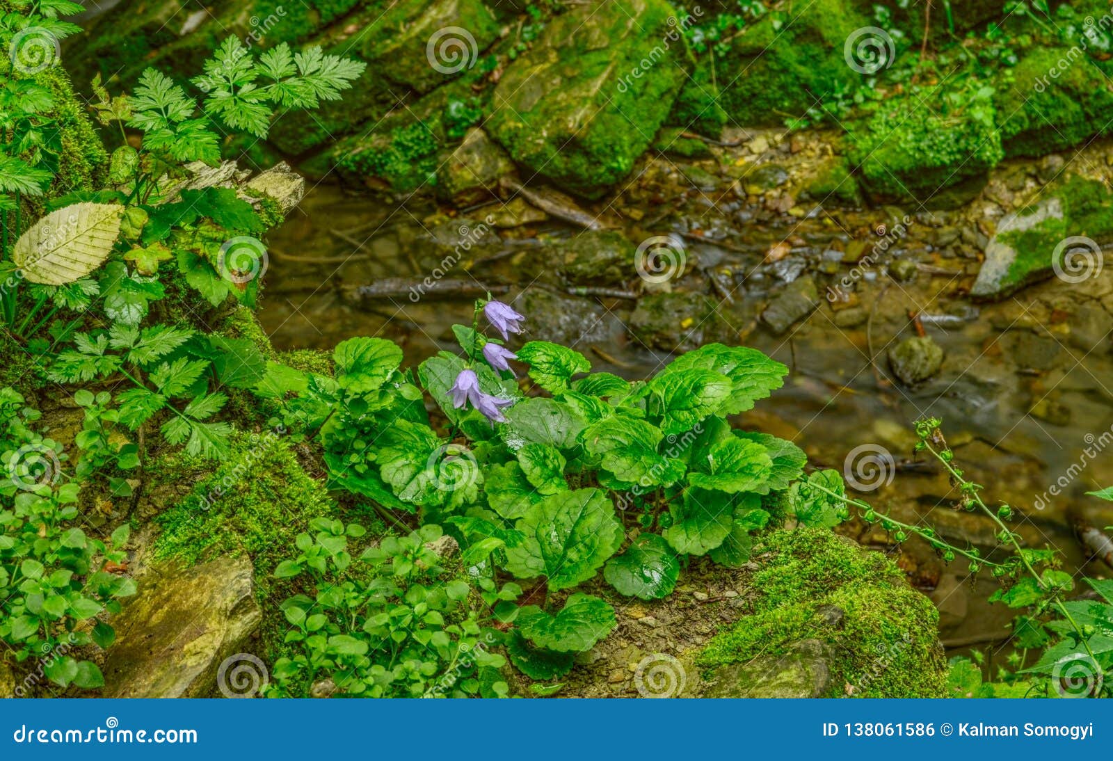 Stream in the Forest in Summer Time Stock Photo - Image of soft, rocks ...