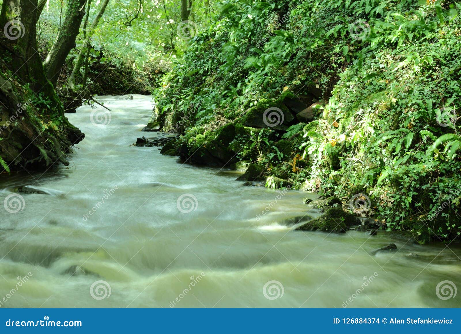Stream in the forest stock photo. Image of branch, bridge - 126884374