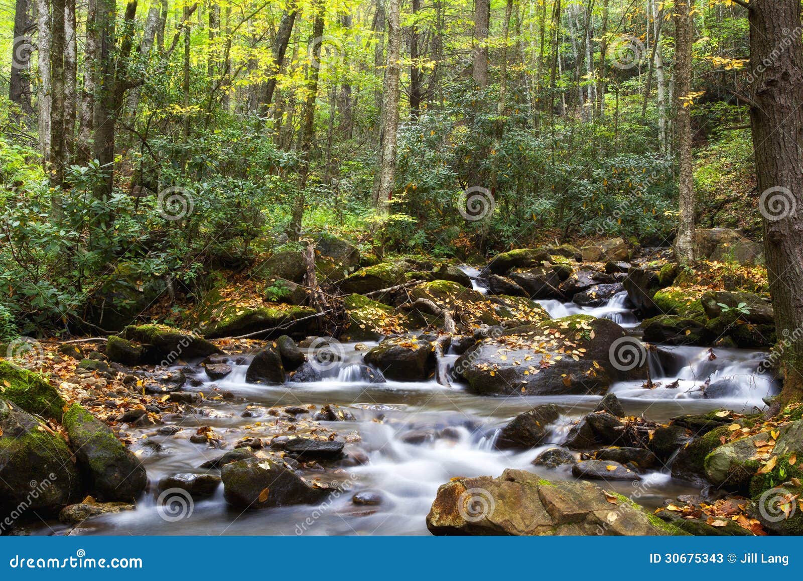 Stream in the Forest stock image. Image of lush, pretty - 30675343