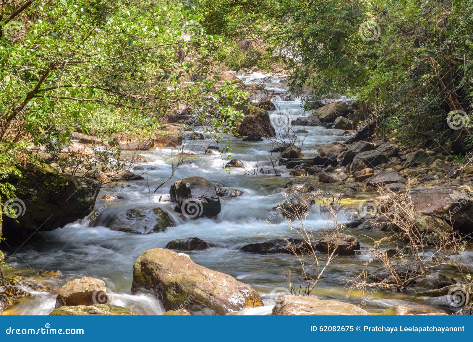 Stream in Forest, Nature Rill Flow Stock Image - Image of green ...
