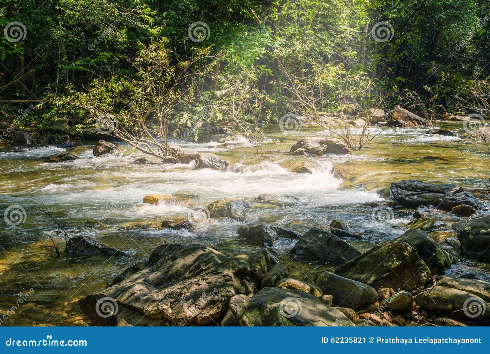 Stream in Forest, Nature Rill Flow Stock Image - Image of foliage, lush ...