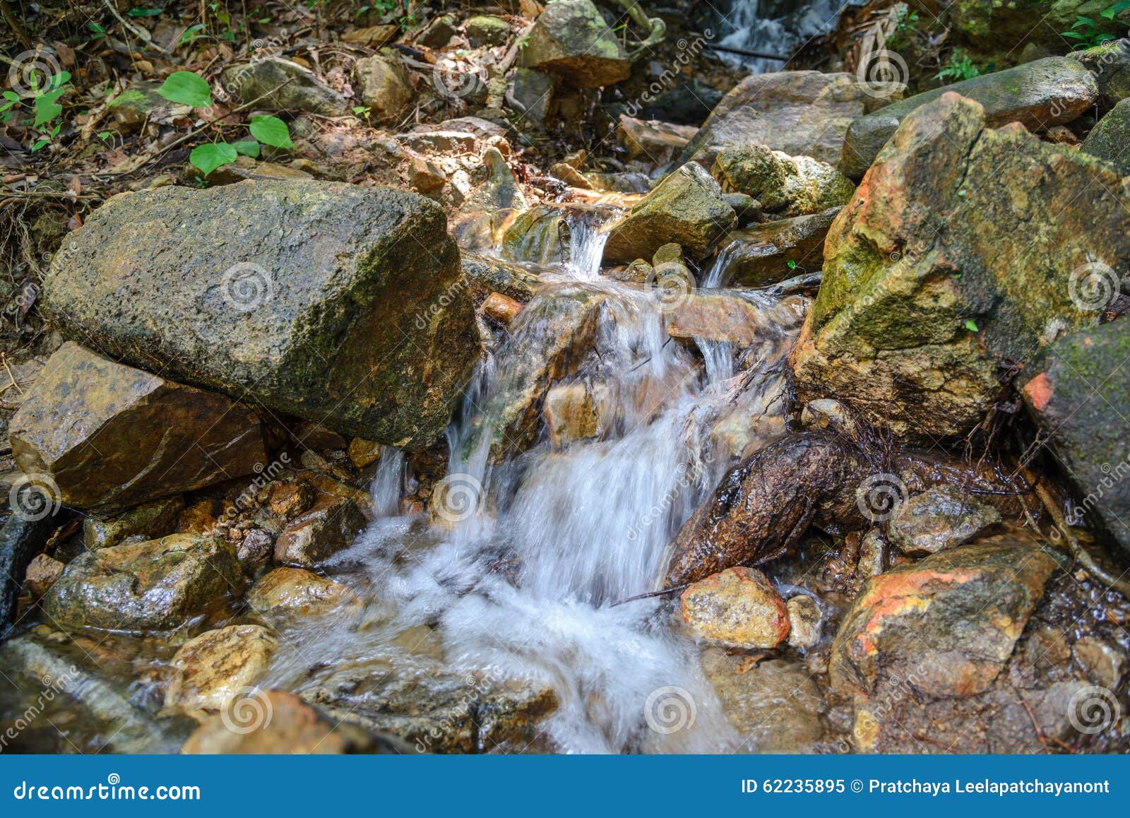 Stream in Forest, Nature Rill Flow Stock Image - Image of beautiful ...