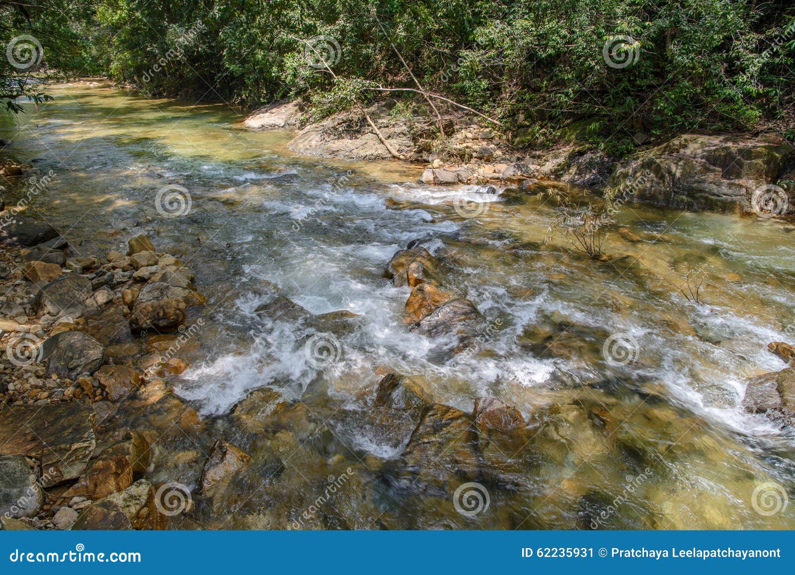 Stream in Forest, Nature Rill Flow Stock Image - Image of jungle ...