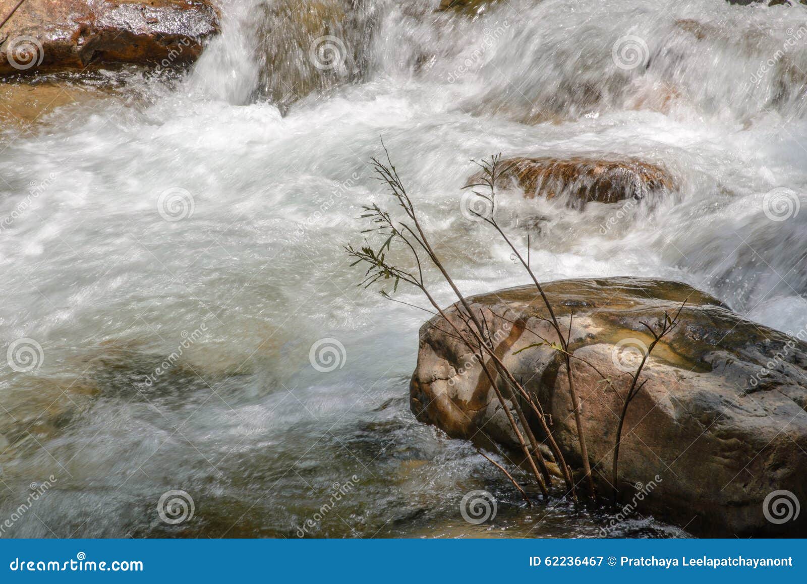 Stream in Forest, Nature Rill Flow Stock Image - Image of landscape ...