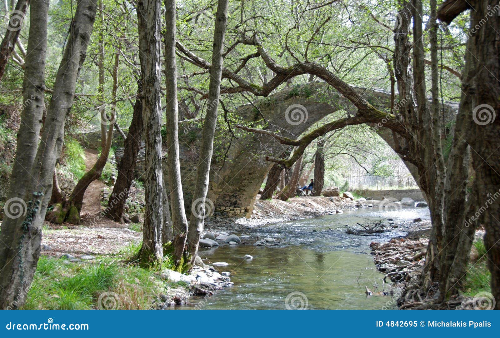 Stream in Forest, Tzelefos Bridge Paphos Cyprus Stock Image - Image of ...