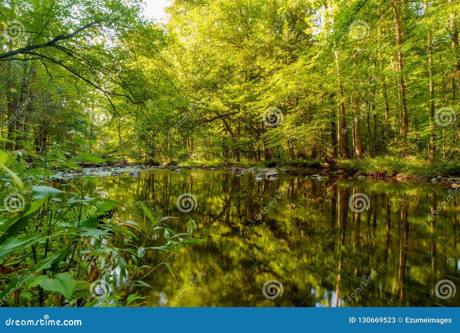 Stream Forest Reflections stock image. Image of vivid - 130669523