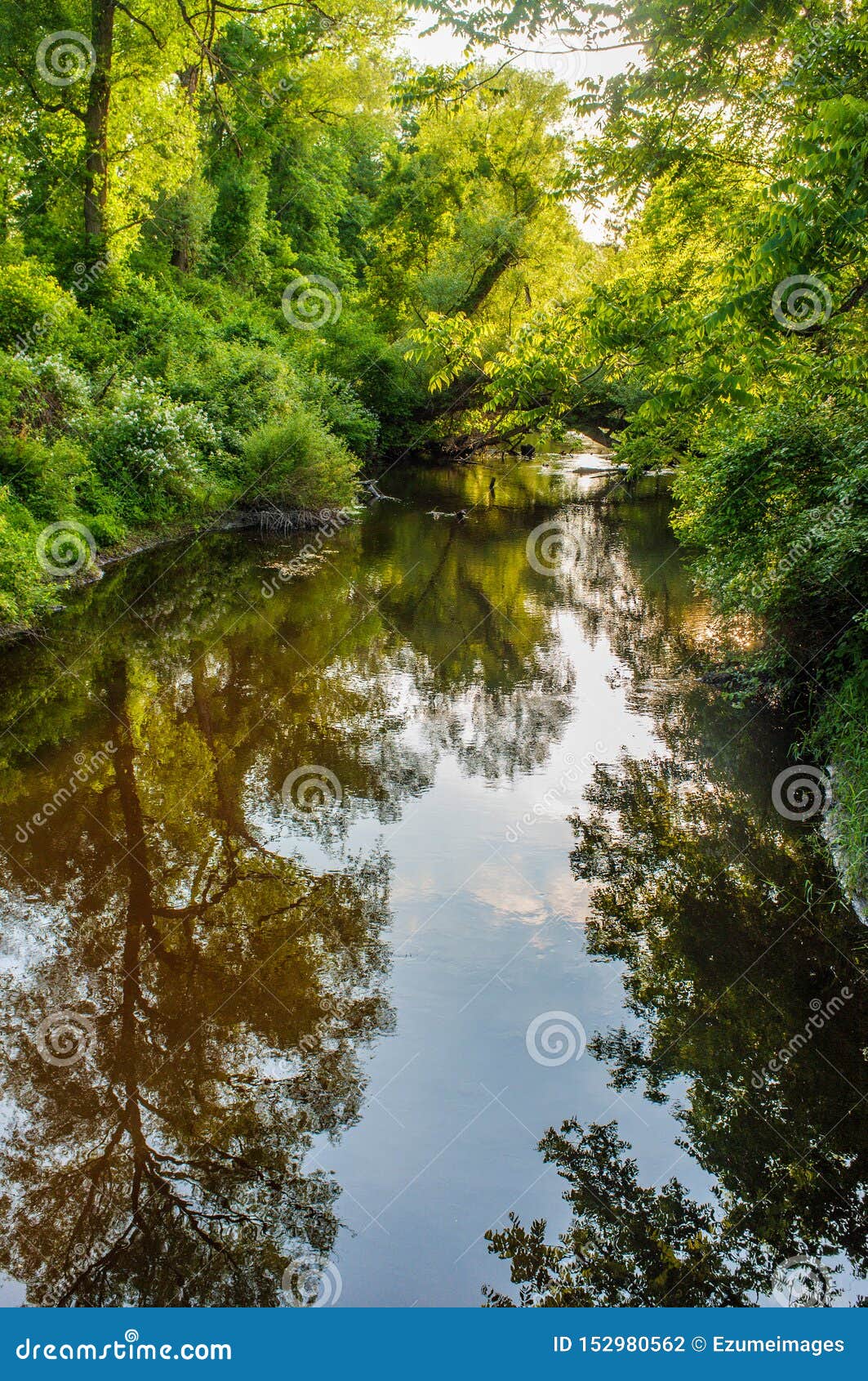 Stream Forest Reflections stock photo. Image of lake - 152980562
