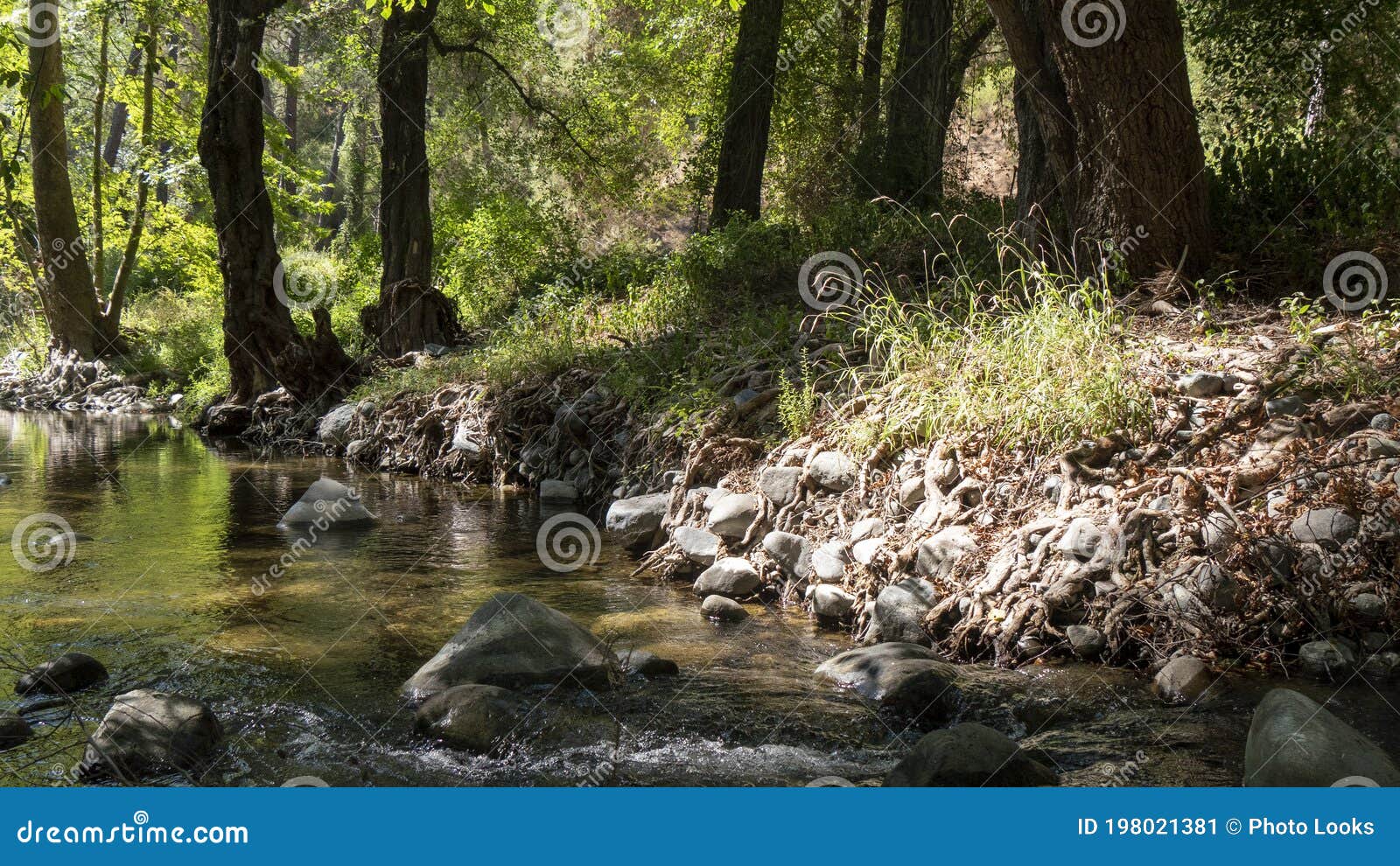 Stream in the Forest and River Bank Stock Image - Image of closeup ...