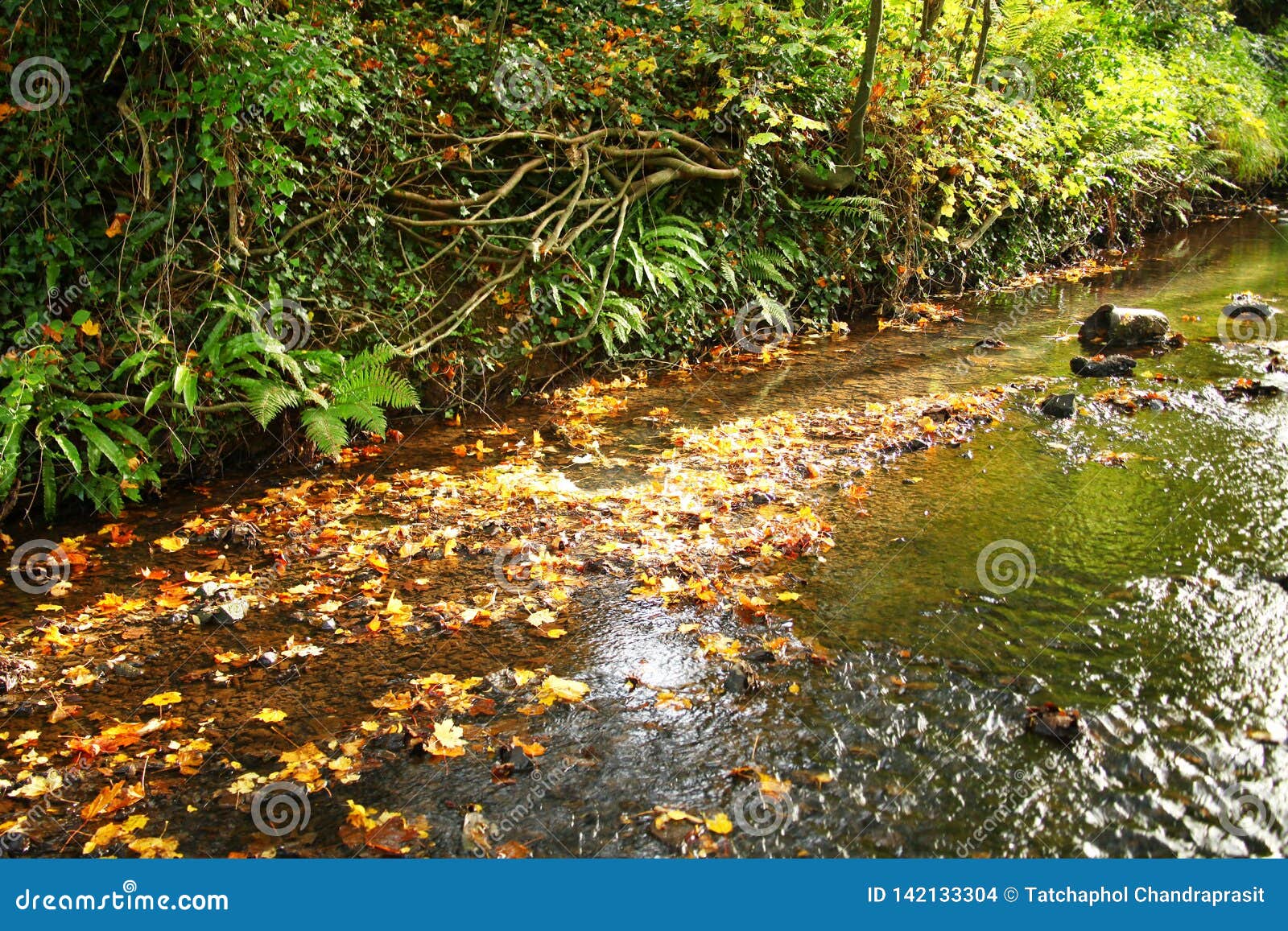Stream in the Forest Scene. Stock Photo - Image of green, beautiful ...