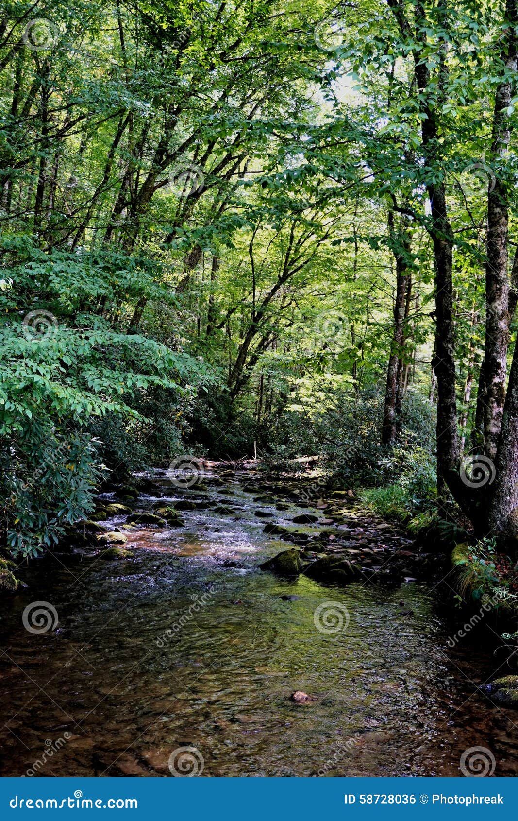 Stream in forest stock photo. Image of shore, copse, banks - 58728036