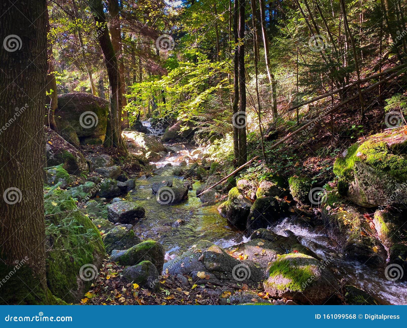 Stream through Forest stock photo. Image of environment - 161099568