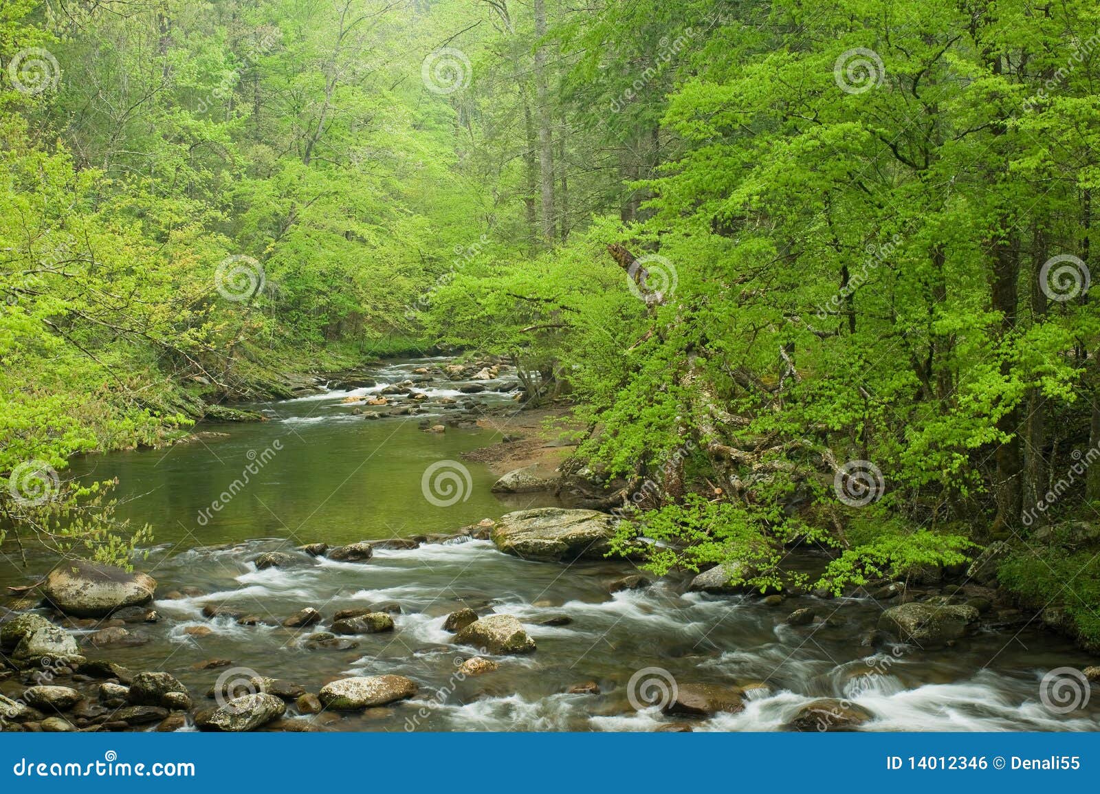 Stream in forest,spring stock photo. Image of flowing - 14012346