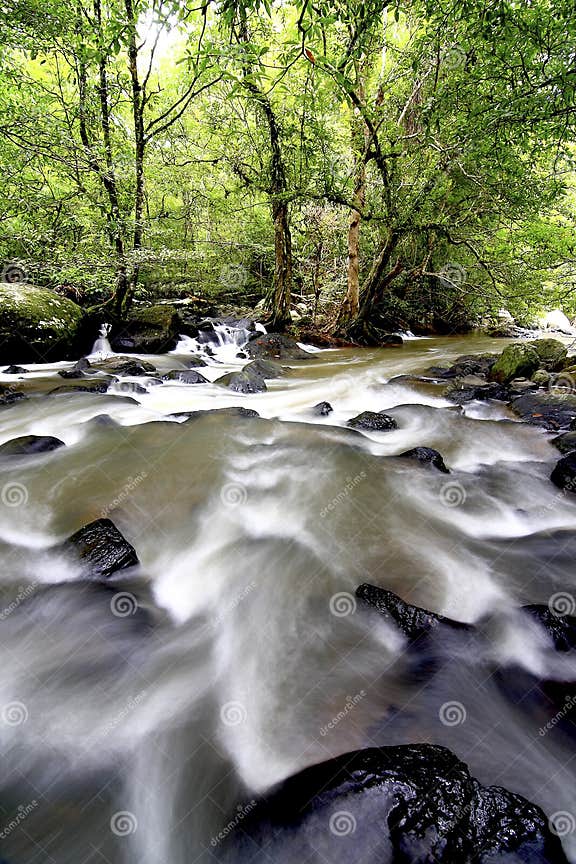 Stream in the Forest during the Tropical Forest Stock Image - Image of ...