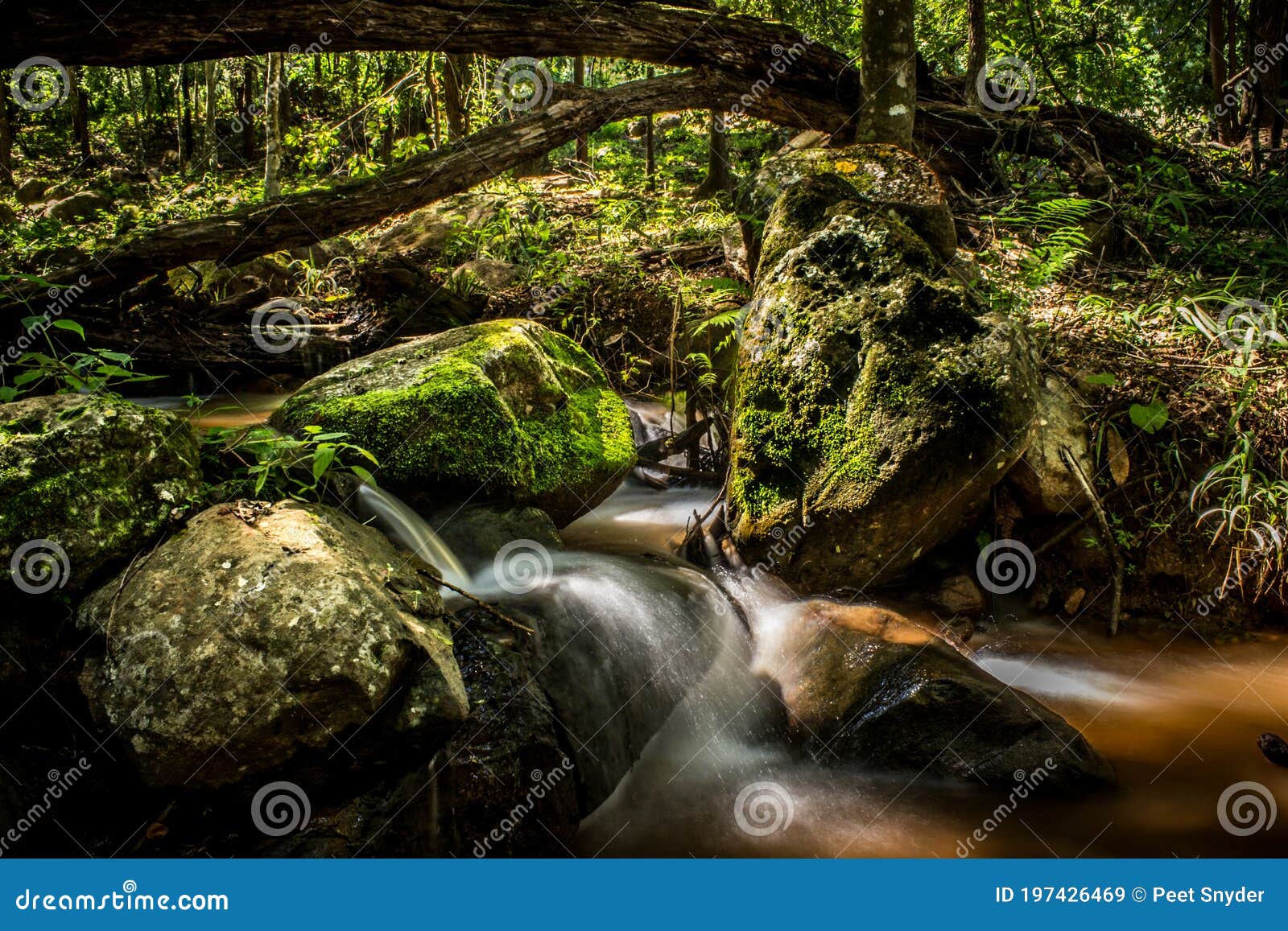 Stream in a Forrest Running Under Fallen Tree Stock Image - Image of ...