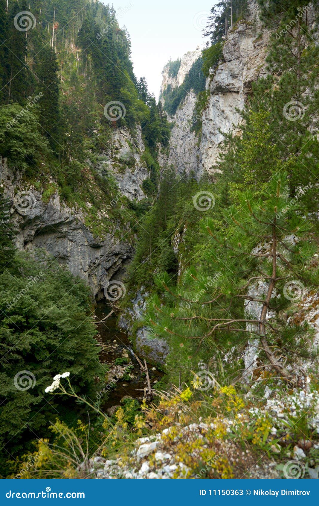 Stream gorge near Trigrad stock image. Image of bulgaria - 11150363