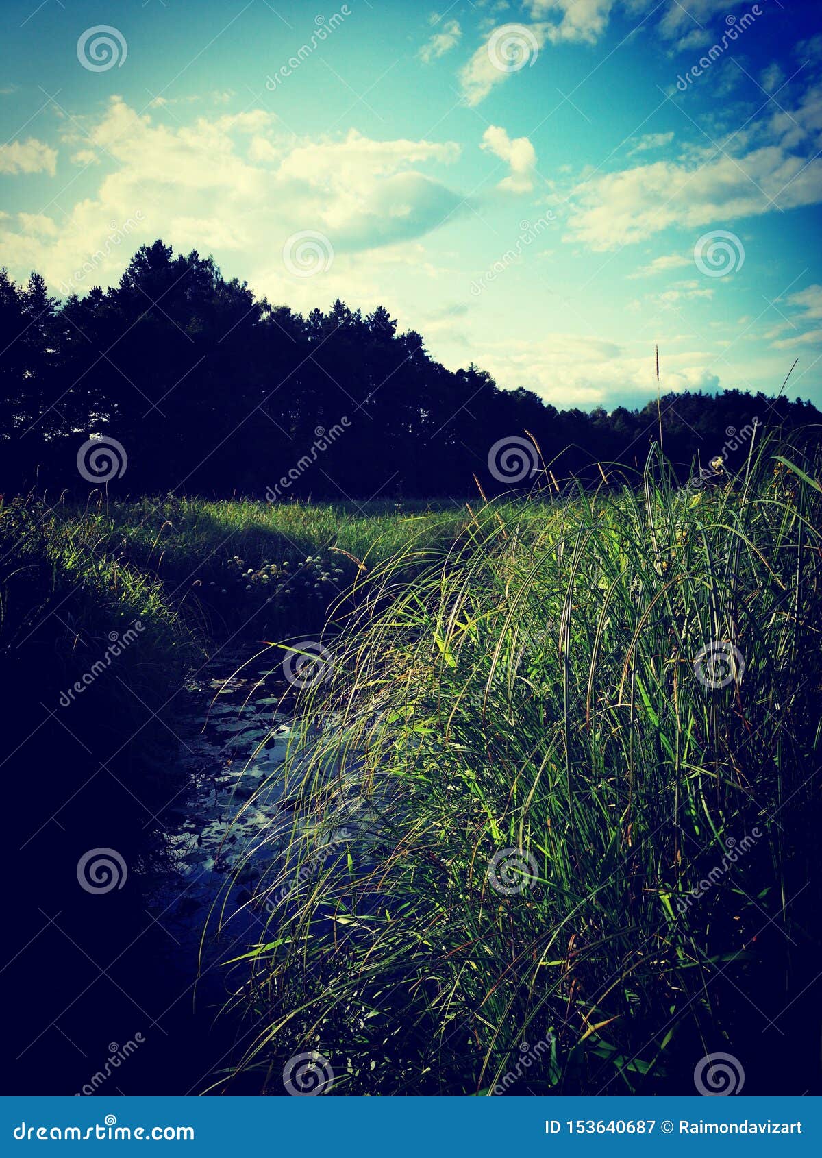 A stream with grass stock image. Image of rank, blue - 153640687