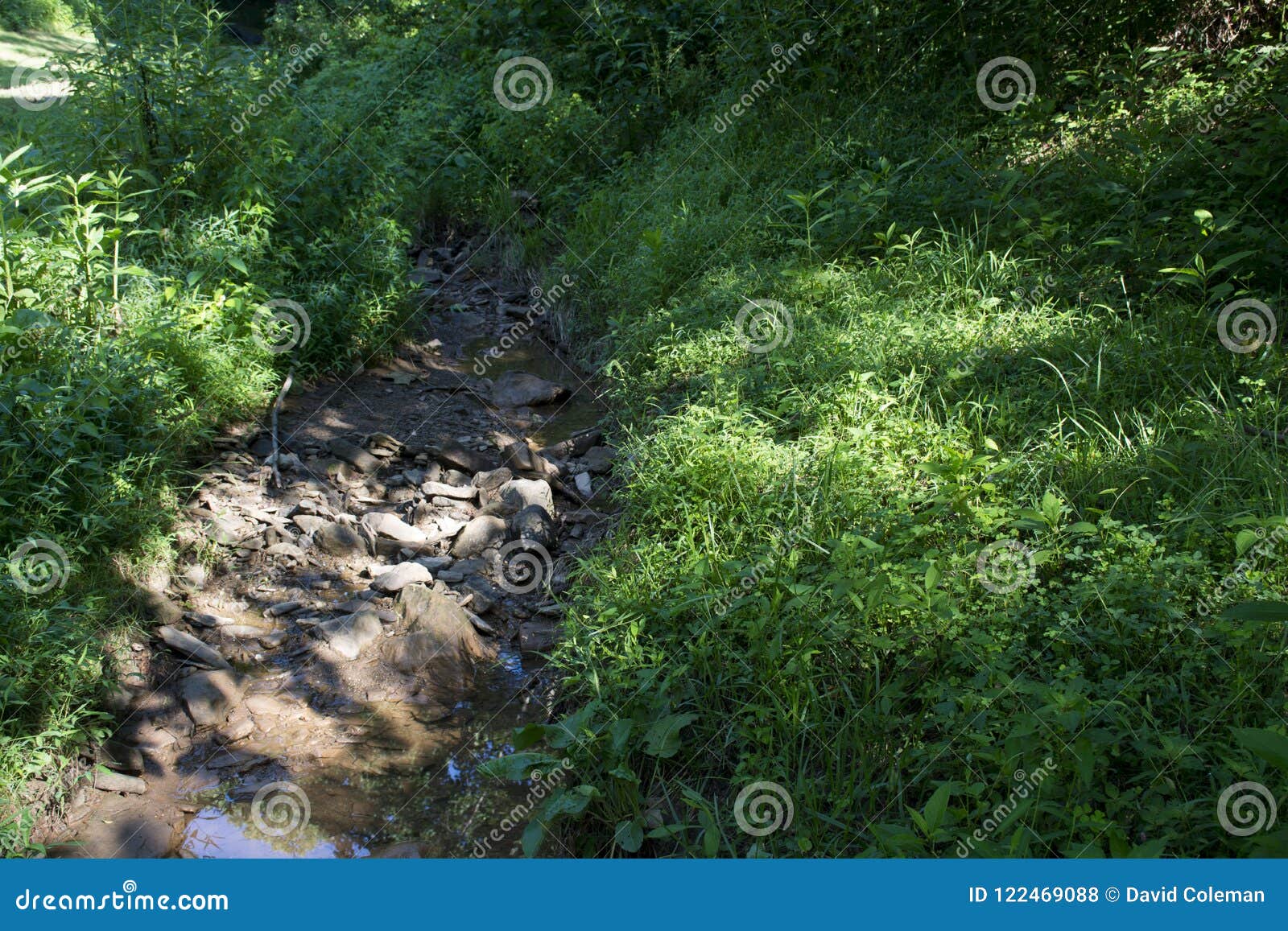 Stream through grassy area stock photo. Image of covered - 122469088
