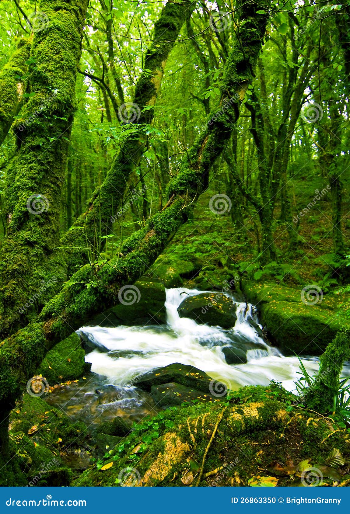 Forest brooklet stock photo. Image of beauty, creek, scenic - 26863350