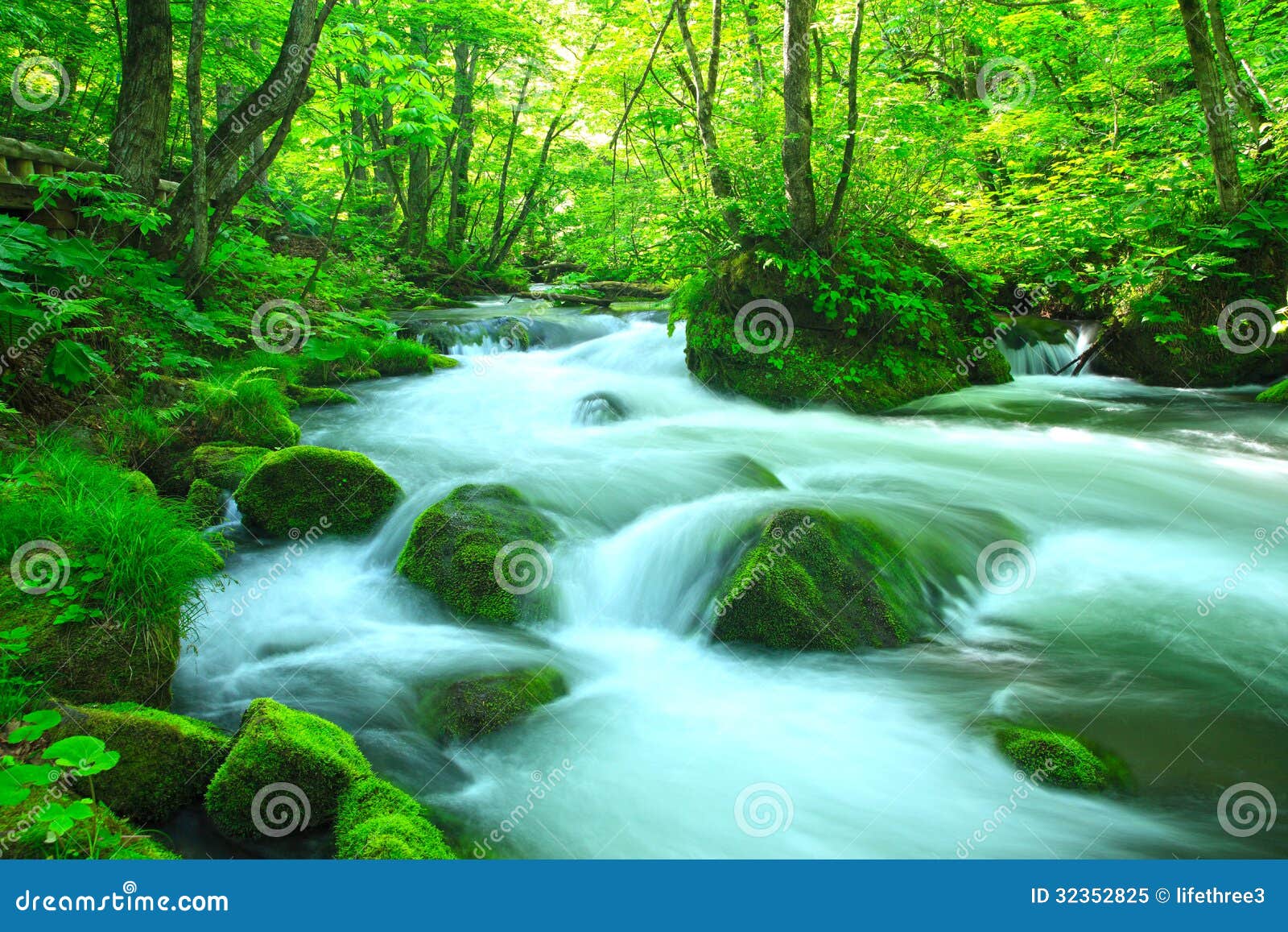 Stream in green forest stock image. Image of nature, freshness - 32352825