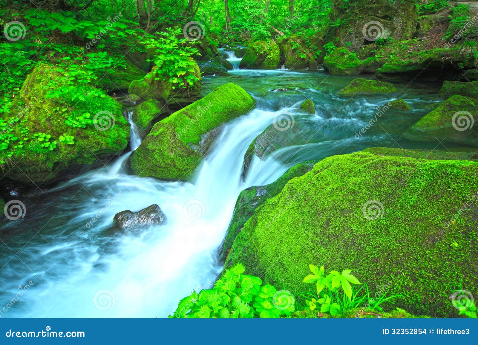 Stream in green forest stock photo. Image of landscape - 32352854