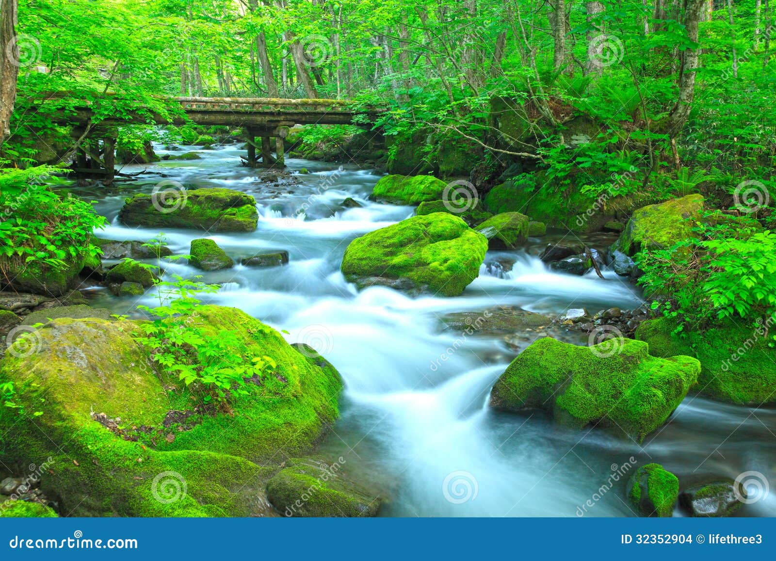 Stream in green forest stock photo. Image of park, flora - 32352904