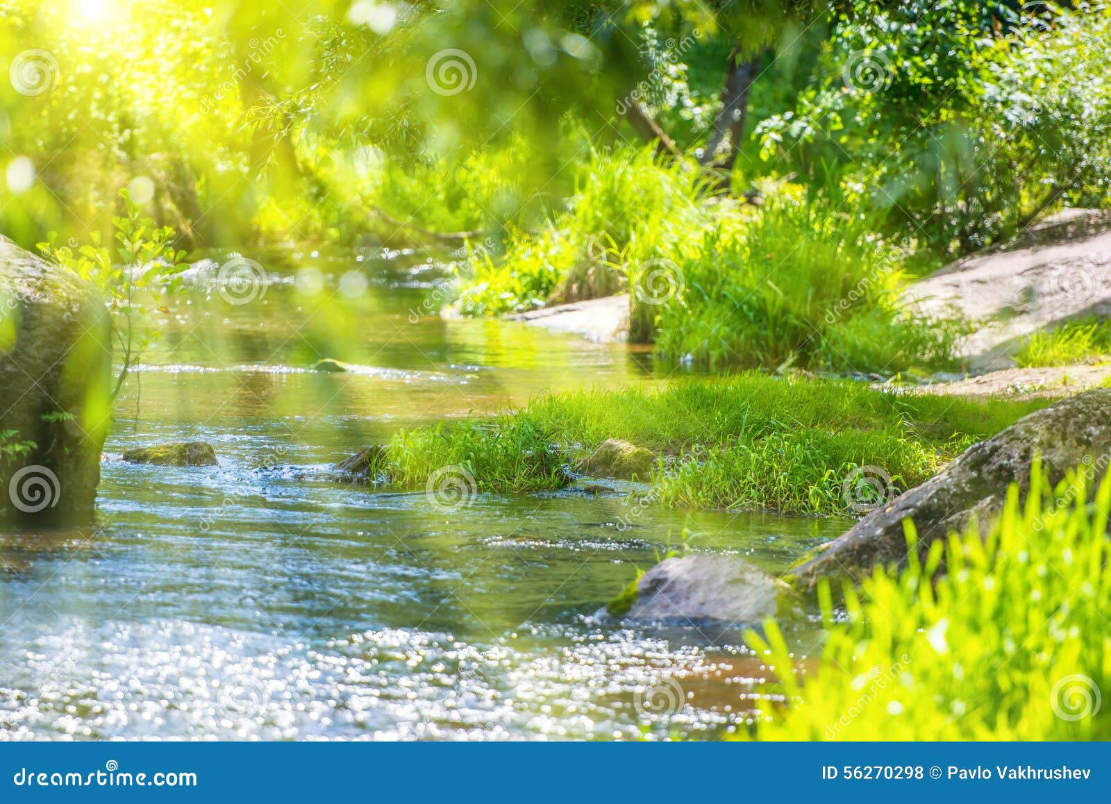 Stream in the green forest stock photo. Image of shine - 56270298