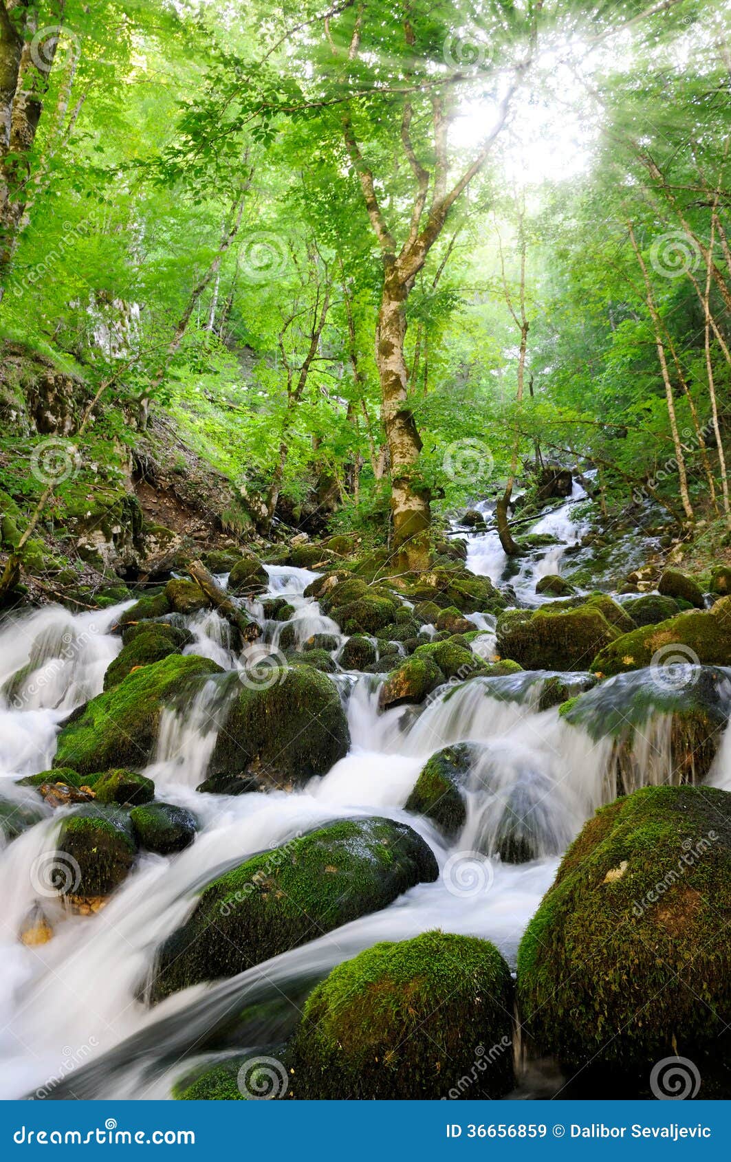 Stream in green forest stock image. Image of forest, fall - 36656859