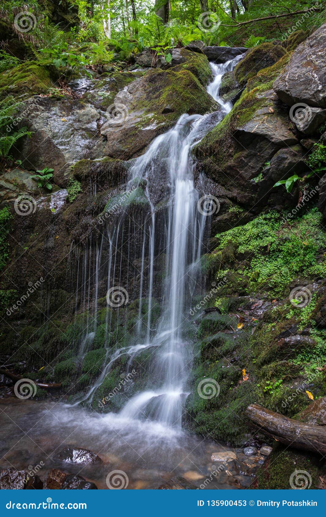 Creek in Green Forest with Waterfall Stock Image - Image of flowing ...