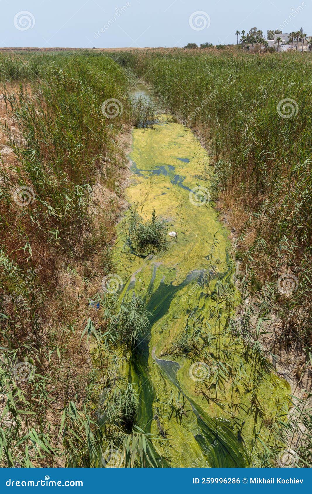 Stream with Green Water Full of Algae Stock Photo - Image of beautiful ...