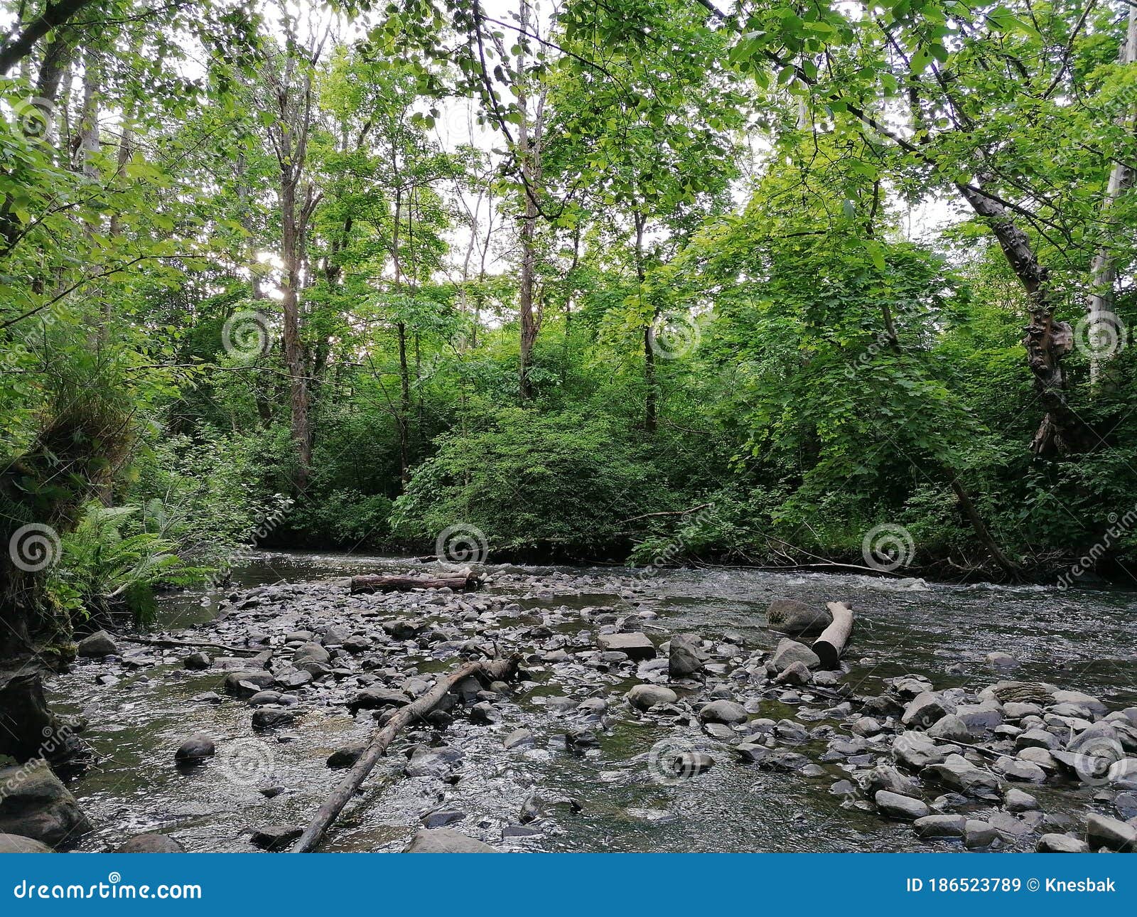 Stream inside the forest stock image. Image of woodland - 186523789