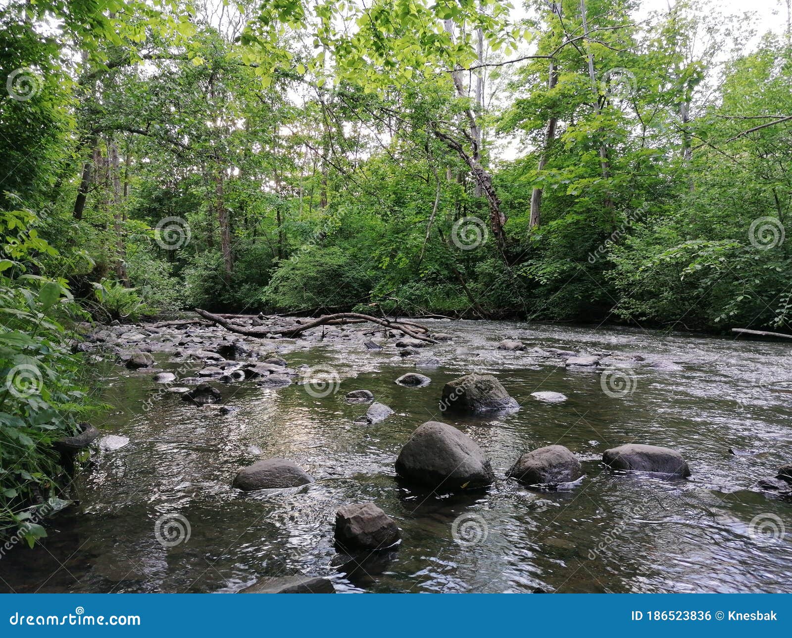 Stream inside the forest stock photo. Image of wilderness - 186523836