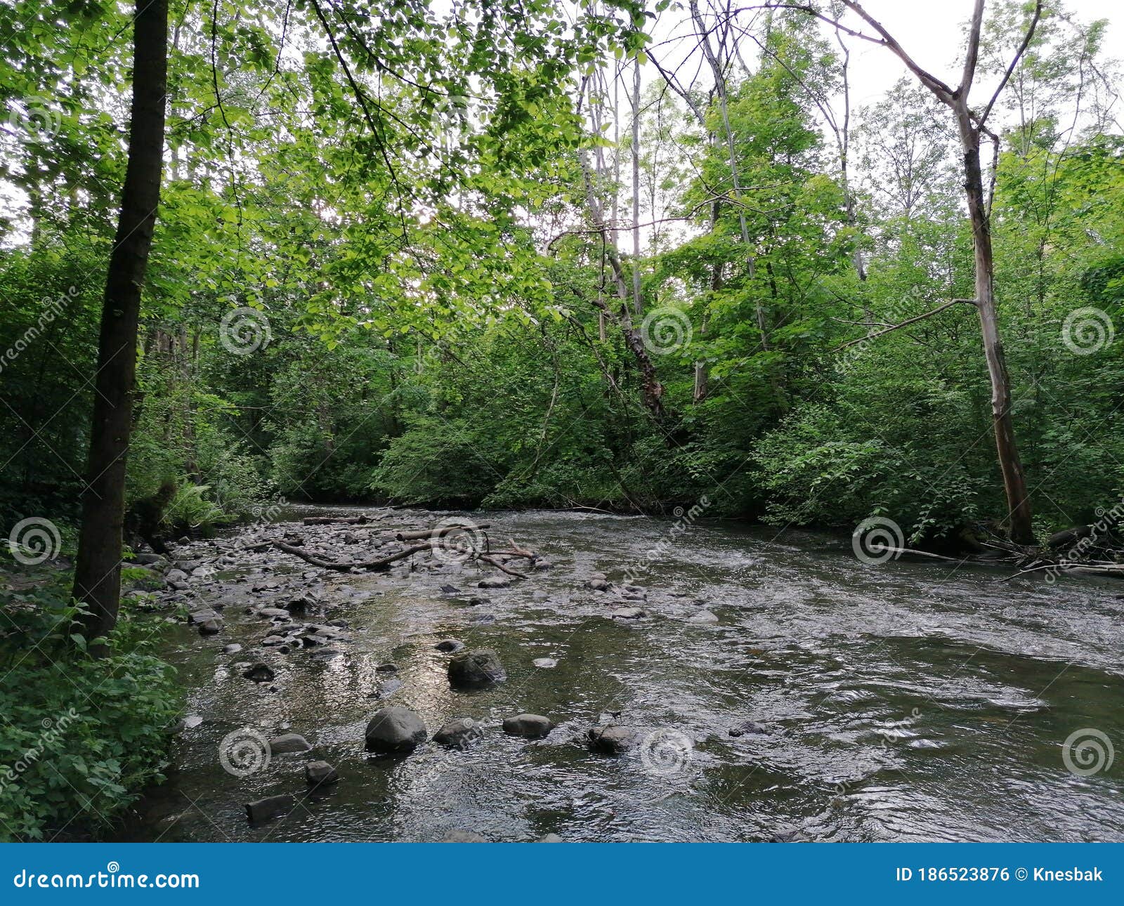Stream inside the forest stock photo. Image of plant - 186523876