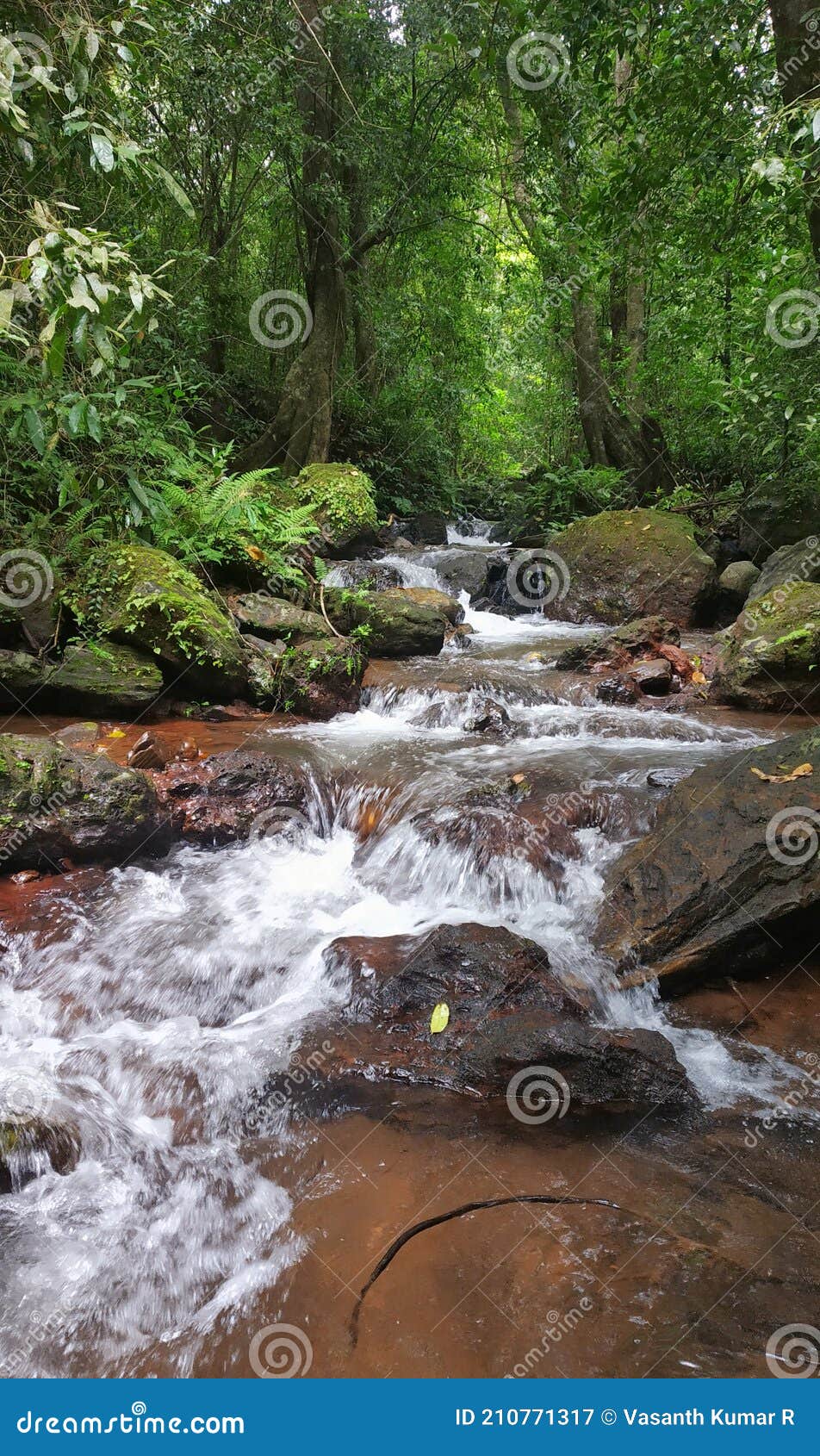 Stream Inside Forest. Kodachadri Trek Stock Image - Image of river ...