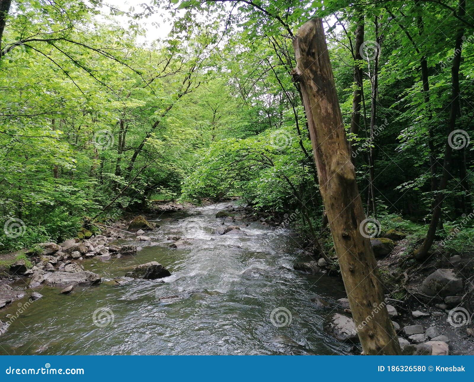 Stream inside the forest stock photo. Image of water - 186326580