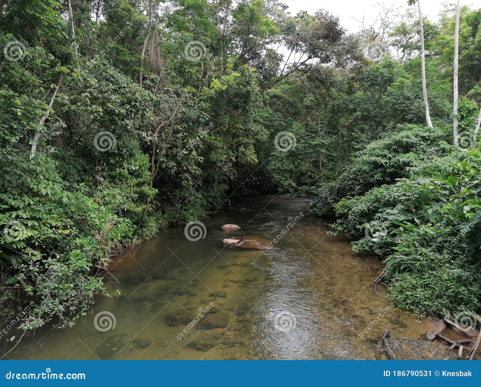 Stream Inside the Rainforest with Green Trees and Plants Stock Image ...
