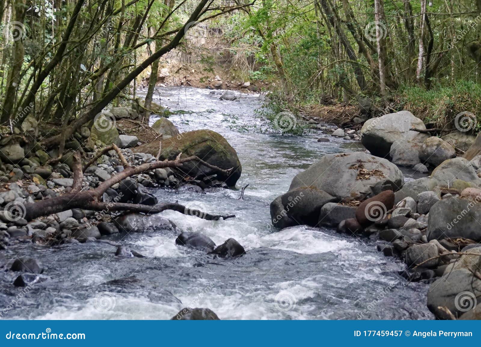 Stream in the Intag Valley stock image. Image of whitewater - 177459457