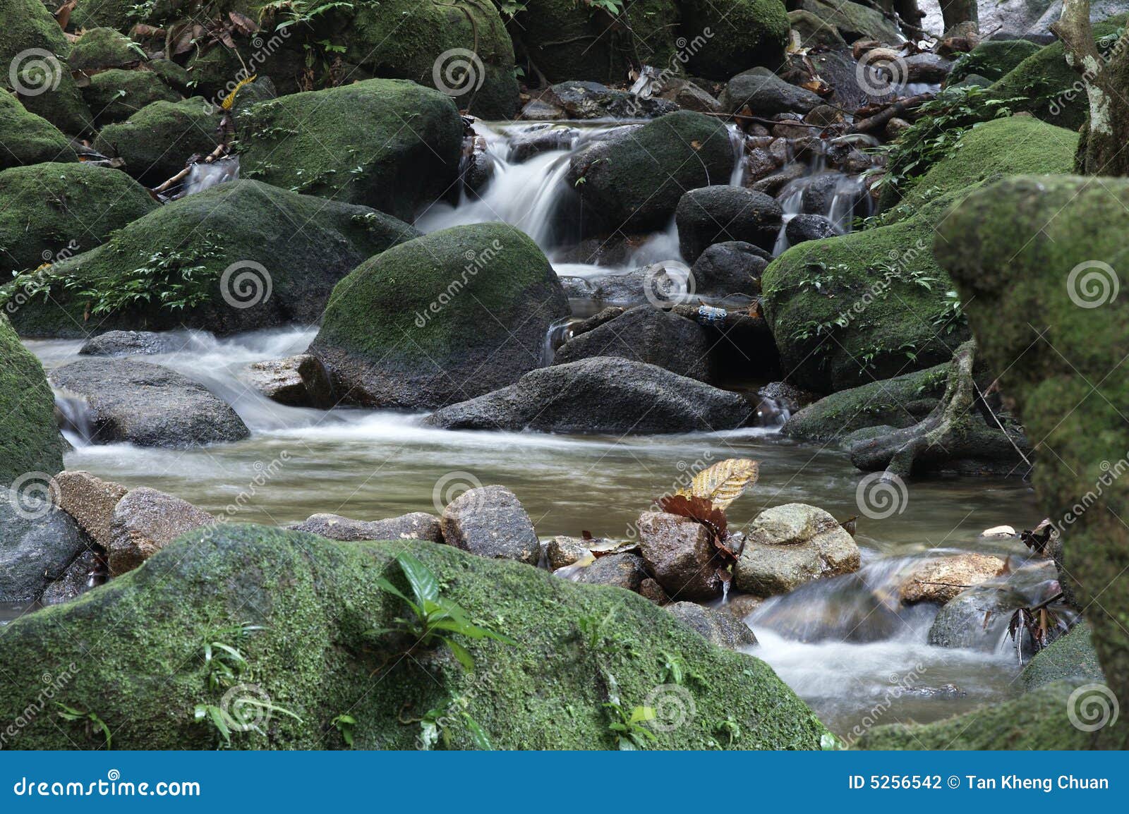 Stream in a jungle stock photo. Image of grass, travel - 5256542