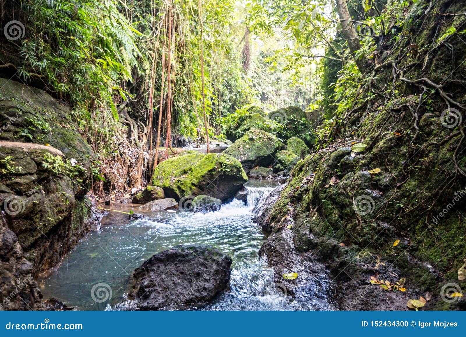 Stream in jungle Bali stock photo. Image of leaf, green - 152434300