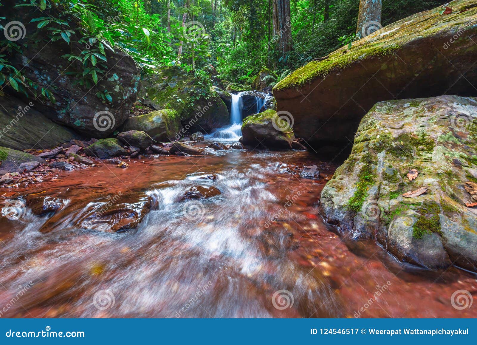 Stream in the Jungle stock image. Image of peaceful - 124546517