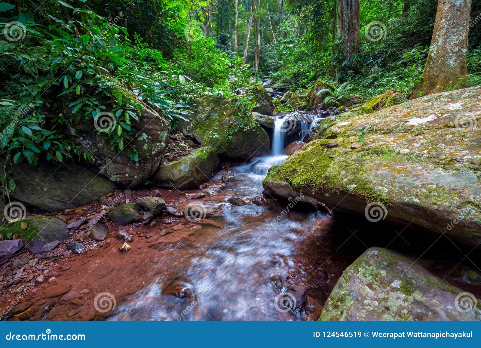 Stream in the Jungle stock image. Image of forest, season - 124546519