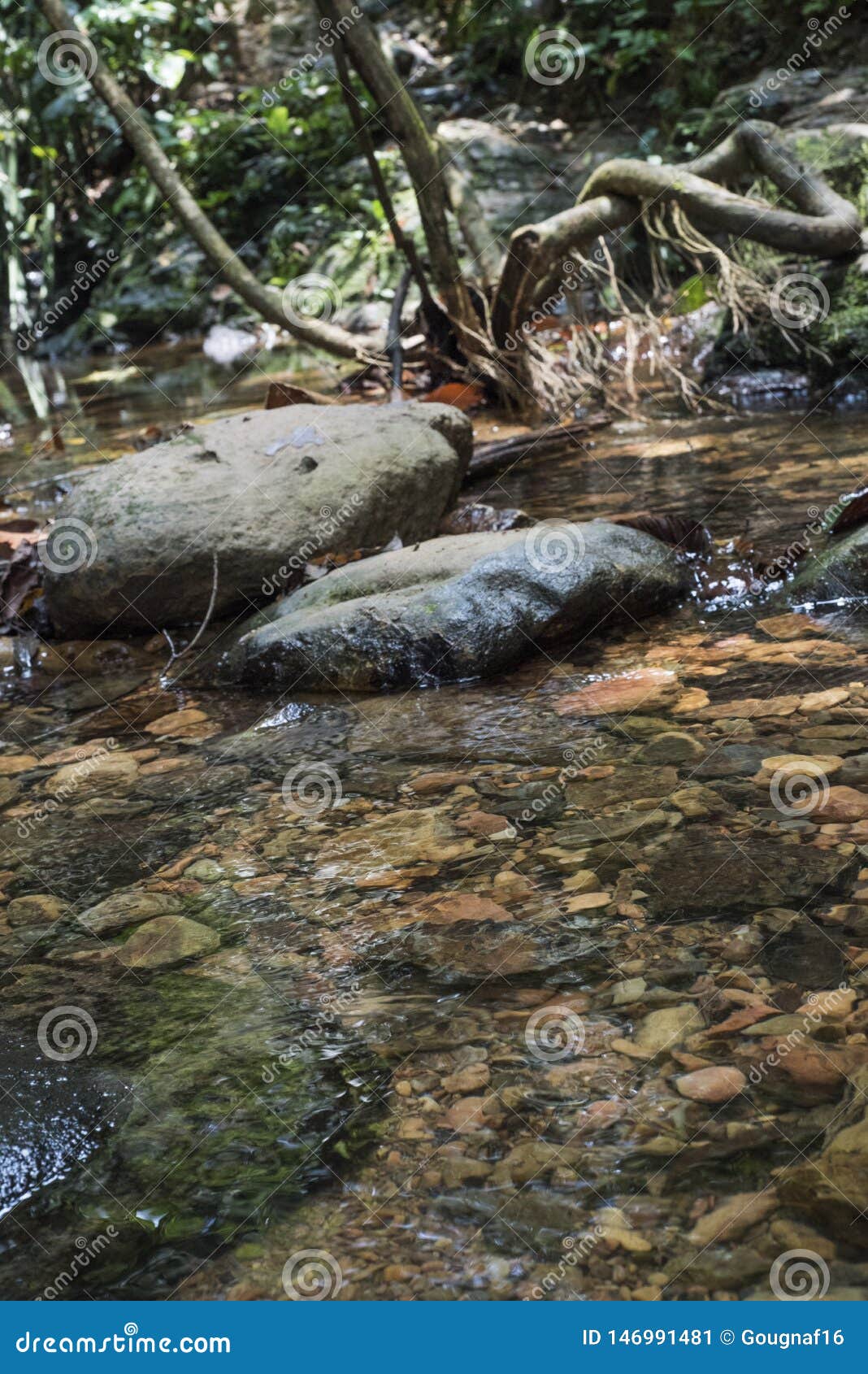 Stream in jungle stock image. Image of asian, asia, forest - 146991481
