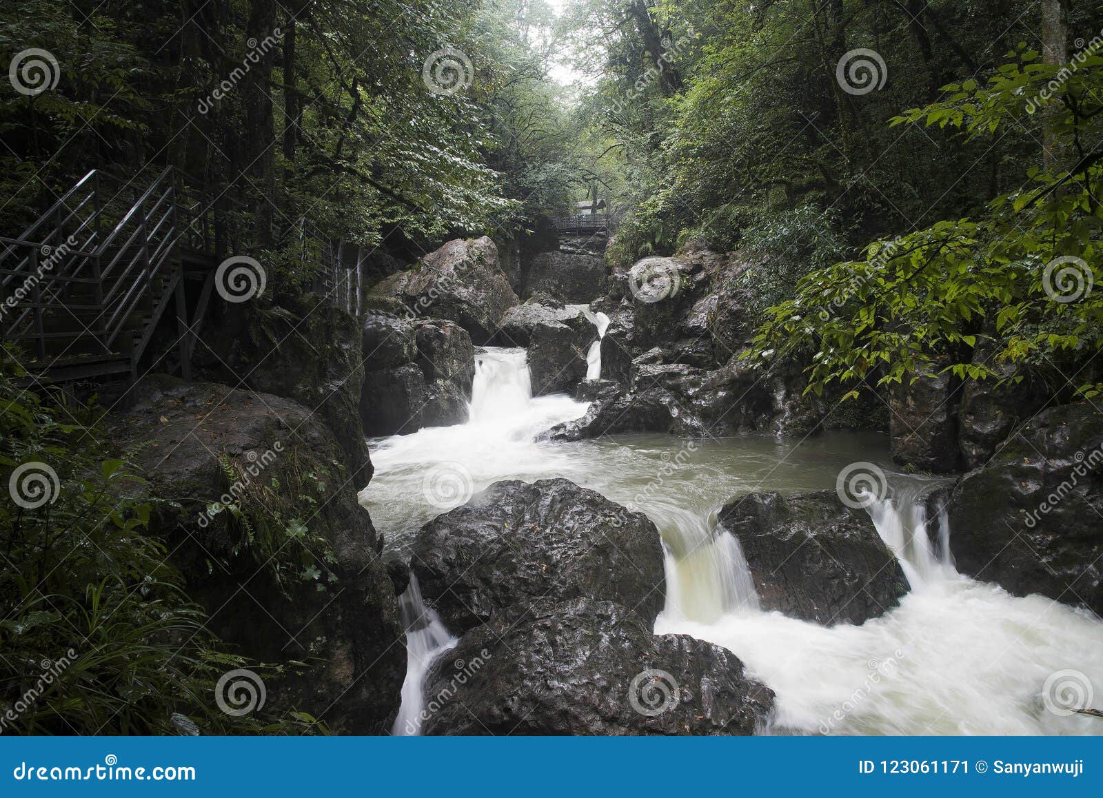 A stream in the jungle stock image. Image of environment - 123061171