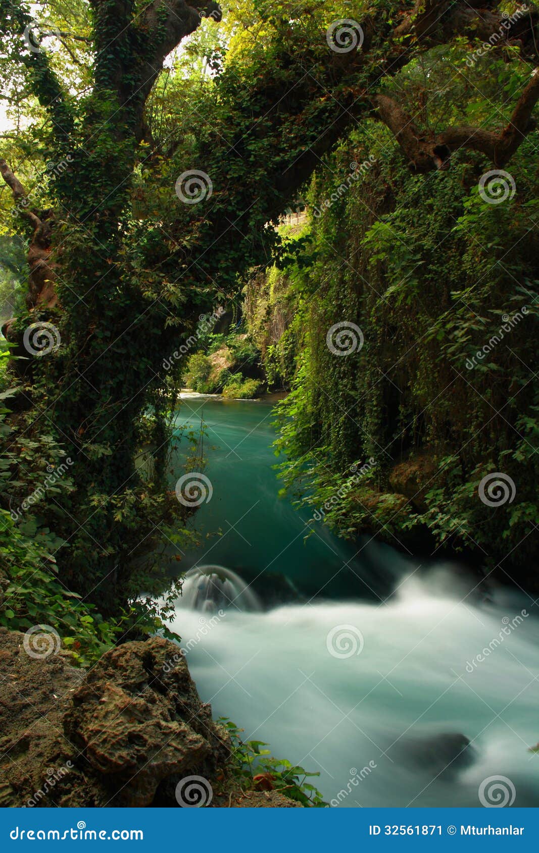 Stream Landscape with Big Tree on it Stock Image - Image of summer ...